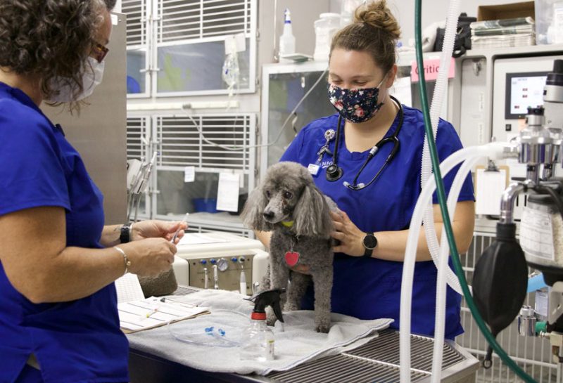 Preventative Care - Vet in Derby | El Paso Animal Hospital